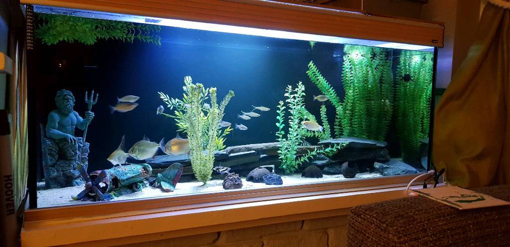Aquarium 500 Liter - www.inf-inet.com