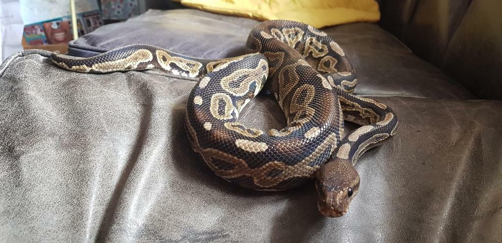 Royal Python With 4ft Vivarium In Pontyclun Rhondda Cynon Taf Gumtree