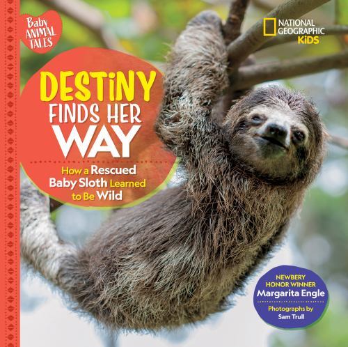Destiny Finds Her Way : How a Rescued Baby Sloth Learned to Be Wild by ...