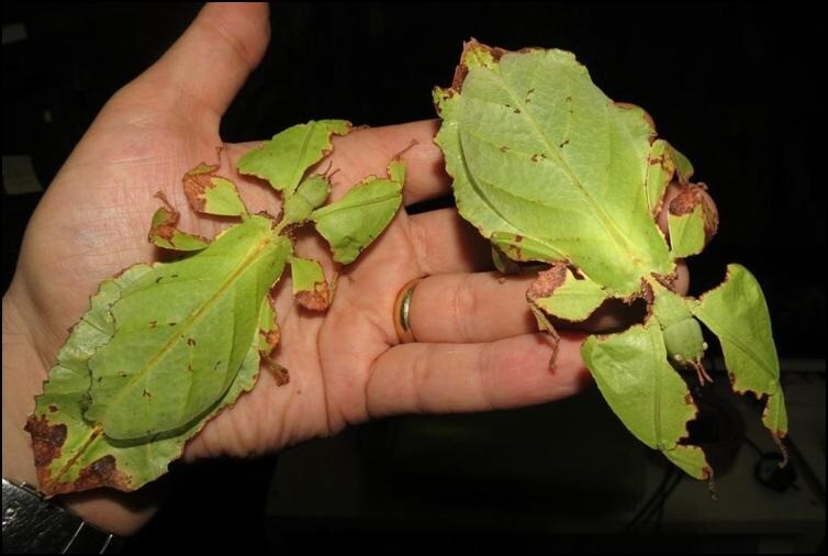 Leaf Insect for sale in UK | 71 second-hand Leaf Insects