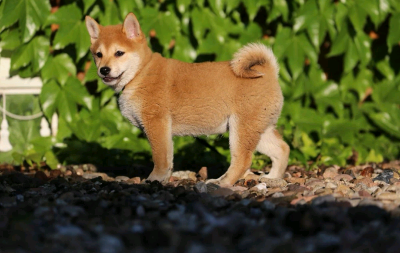 Shiba inu boy. REDUCED PRICE | in Enfield, London | Gumtree