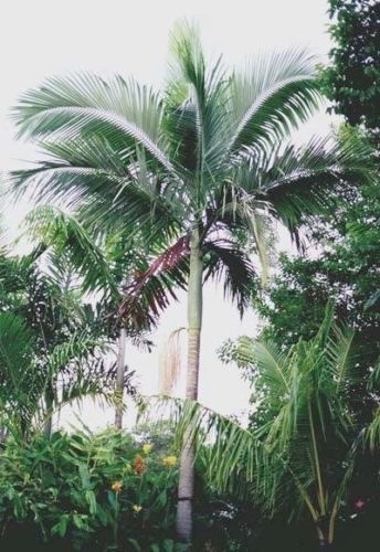 ALEXANDRA PALM (Archontophoenix alexandrae) 20 seeds | eBay