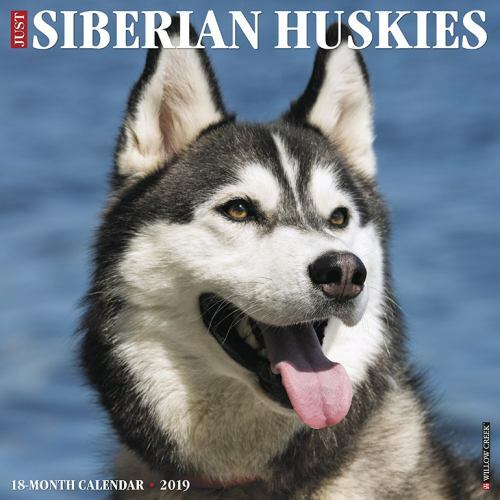 Just Siberian Huskies 2019 Wall Calendar by Inc. Staff Willow Creek ...