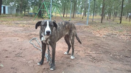 staghound | Dogs & Puppies | Gumtree Australia Free Local Classifieds