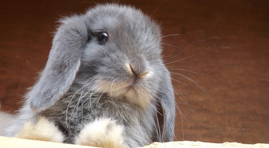 Mini Lop Rabbit Full Size