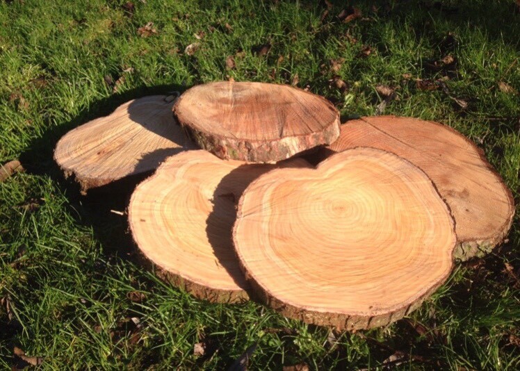 Tree Slices for sale in UK | 71 used Tree Slices
