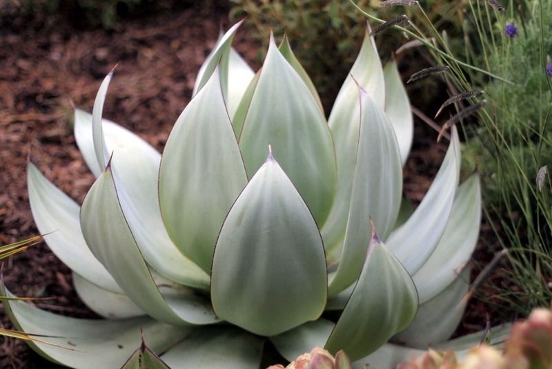 WHITE AGAVE (Agave celsii var. albicans) 10 seeds | eBay