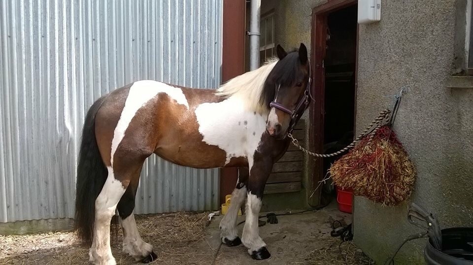 14.2hh 8yo Irish Cob Mare for sale | in Banchory, Aberdeenshire | Gumtree