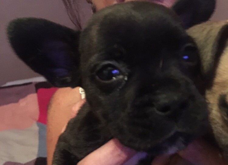 Frenchie cross staffy puppies | in Newport | Gumtree