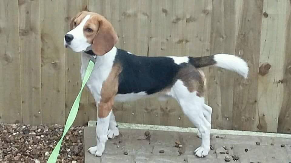 Lovely begal dog | in Gomersal, West Yorkshire | Gumtree