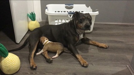 american staffy | Dogs & Puppies | Gumtree Australia Free Local Classifieds