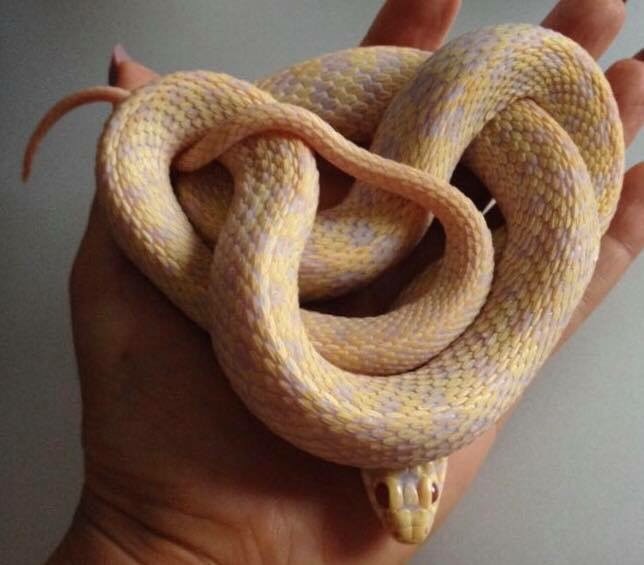 Albino Garden Snake | Fasci Garden