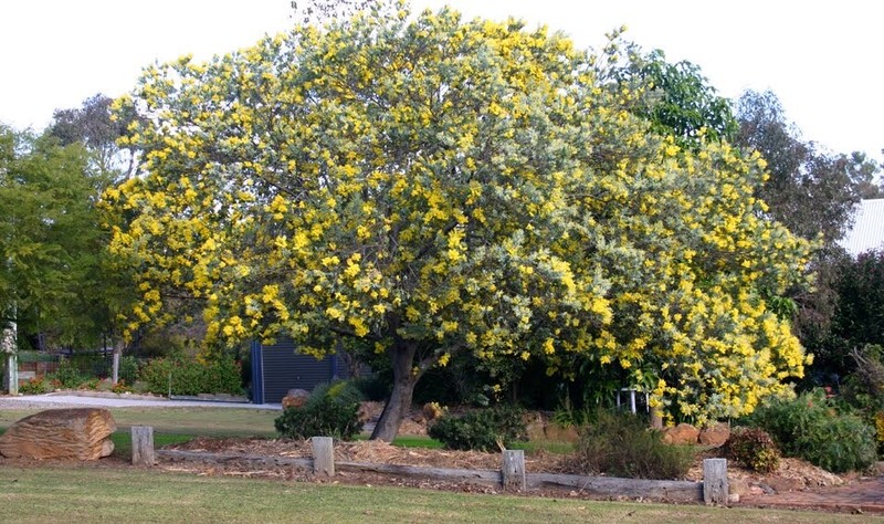 QUEENSLAND SILVER WATTLE (Acacia podalyriifolia) 30 seeds | eBay