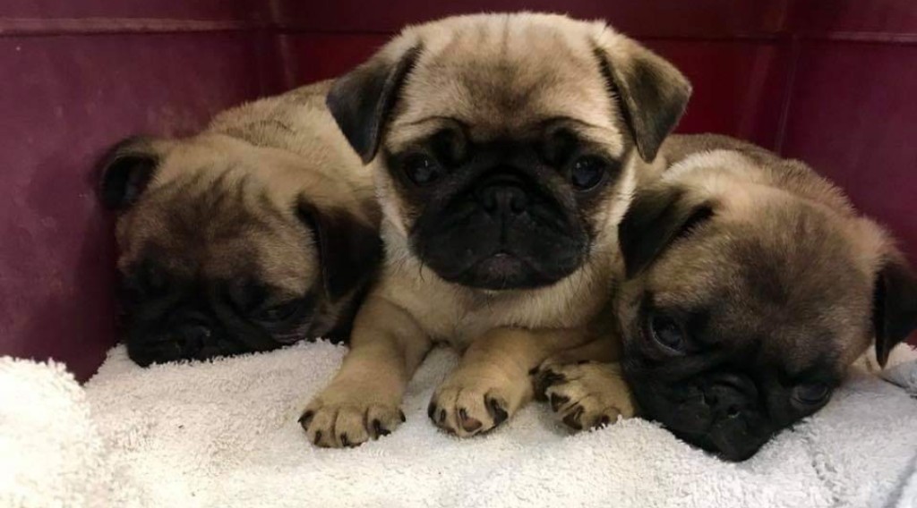 Gorgeous Fawn Pug Puppies Cute Chubby Family Pets | in Martham, Norfolk ...