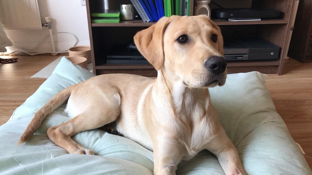 10 month old Labrador Retriever Male | in Yeovil, Somerset | Gumtree