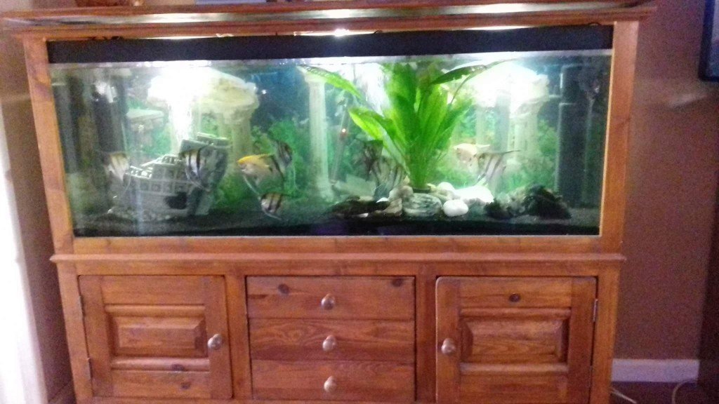 Aquarium 160L with cabinet | in Thurnscoe, South Yorkshire | Gumtree