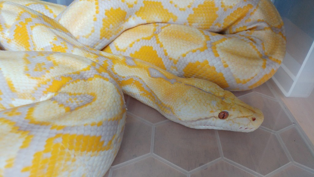Lavender Albino Python Reticulated | in Fakenham, Norfolk | Gumtree