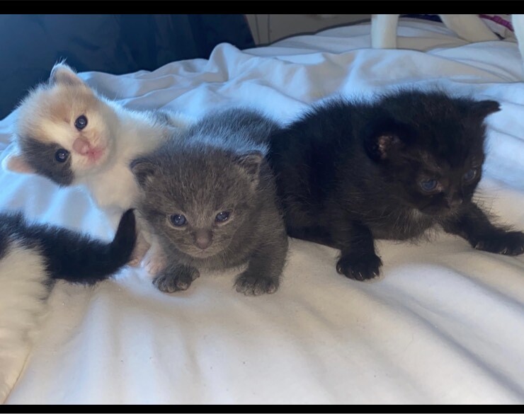 7 beautiful calico X ragdoll cross kittens