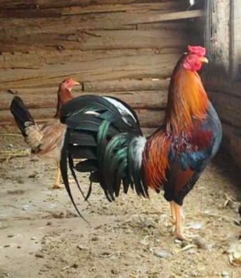 Poultry - Gamefowl Hatching Eggs