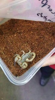 Adelaide Region, SA | Pets | Gumtree Australia Free Local Classifieds