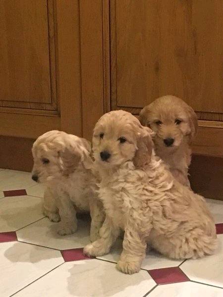 F1 COCKAPOO PUPPIES NOW 8 WEEKS OLD | in Aylesbury, Buckinghamshire ...