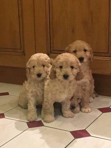 F1 COCKAPOO PUPPIES 8 WEEKS OLD NOW | in Aylesbury, Buckinghamshire ...