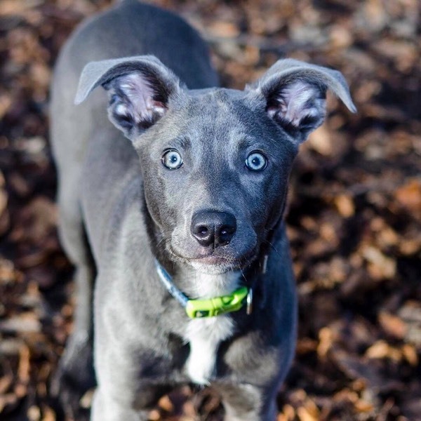 Blue Lurcher Puppy | in Stockport, Manchester | Gumtree