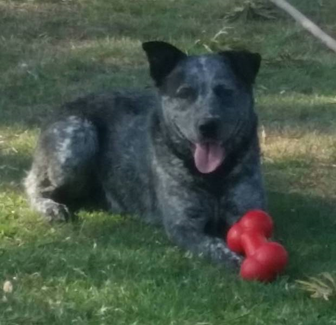 blue heeler | Dogs & Puppies | Gumtree Australia Free Local Classifieds