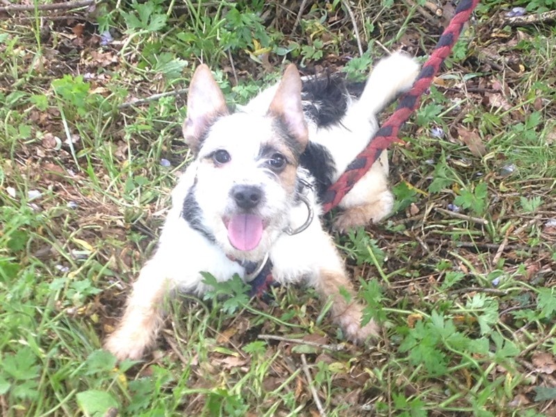 French Bulldog Yorkie Mix
