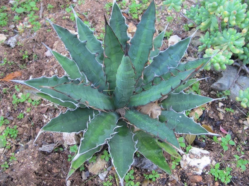 SAW-LEAF AGAVE (Agave xylonacantha) 10 seeds | eBay