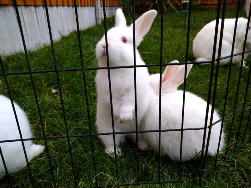 New Zealand whites baby rabbits | in Poole, Dorset | Gumtree