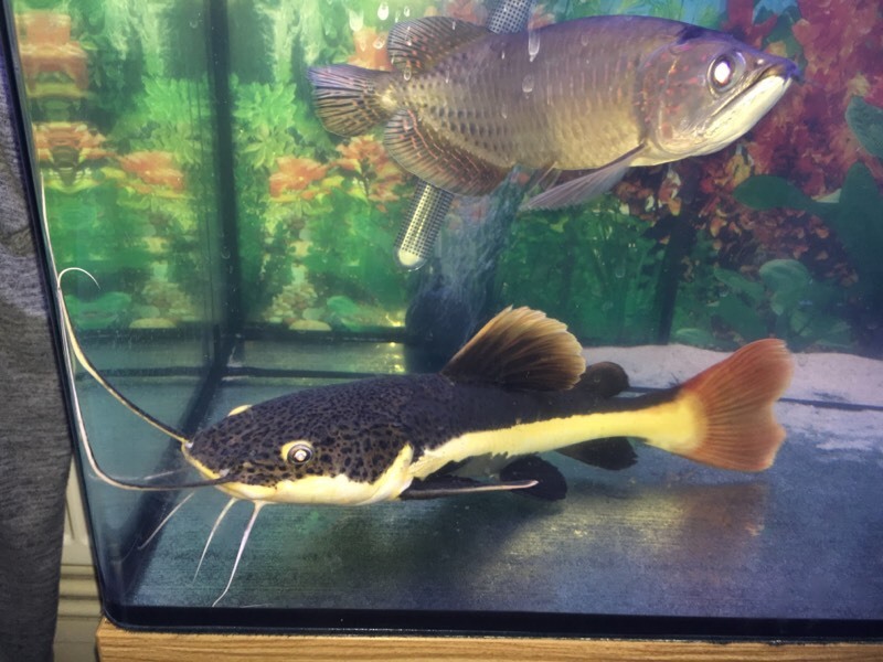 Aquarium Shark Catfish