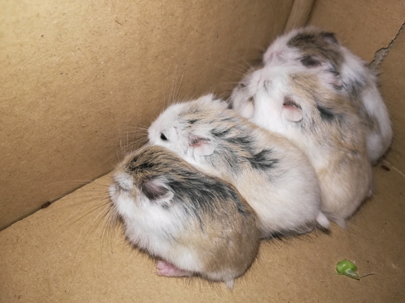 4 week baby roborovski hamsters very tame and friendly | in West ...