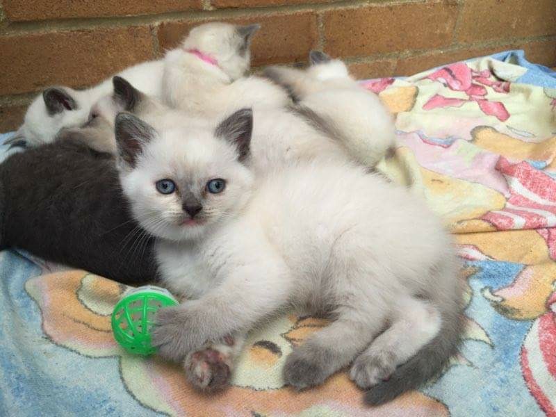 stunning blue eyed colourpoint bsh x ragdoll kittens | in Norwich ...