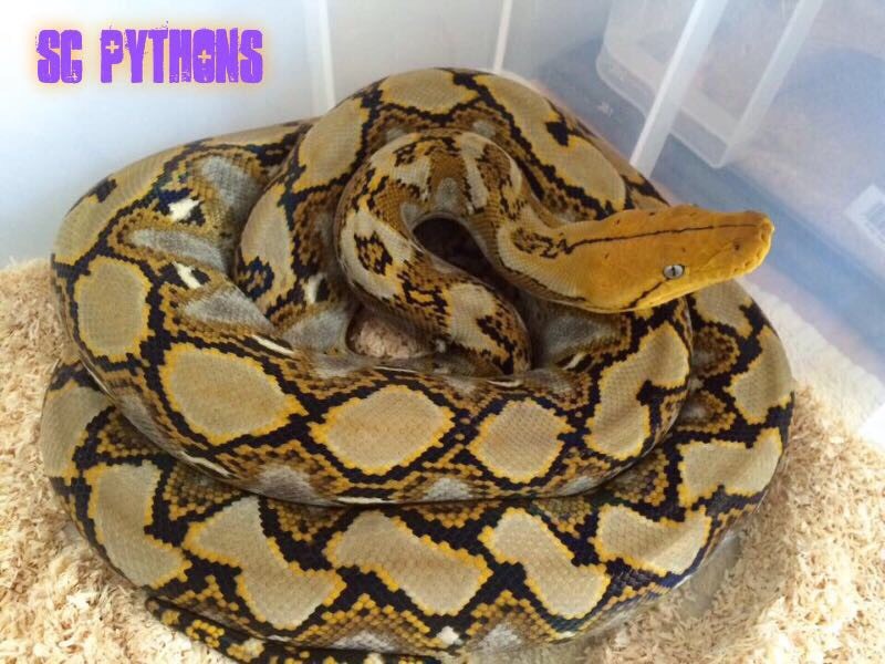 Bali yellow head Reticulated Python (RARE) | in Saltash, Cornwall | Gumtree