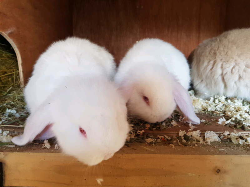 Giant French lop rabbits | in Port Talbot, Neath Port Talbot | Gumtree