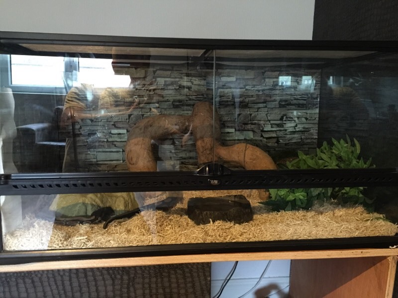 royal-ball-python-snake-with-3ft-exo-terra-vivarium-in-wester-hailes