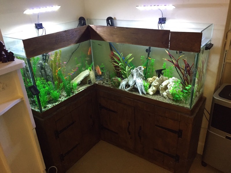 600-700 litre custom built L shaped fish tank ready to go with all ...