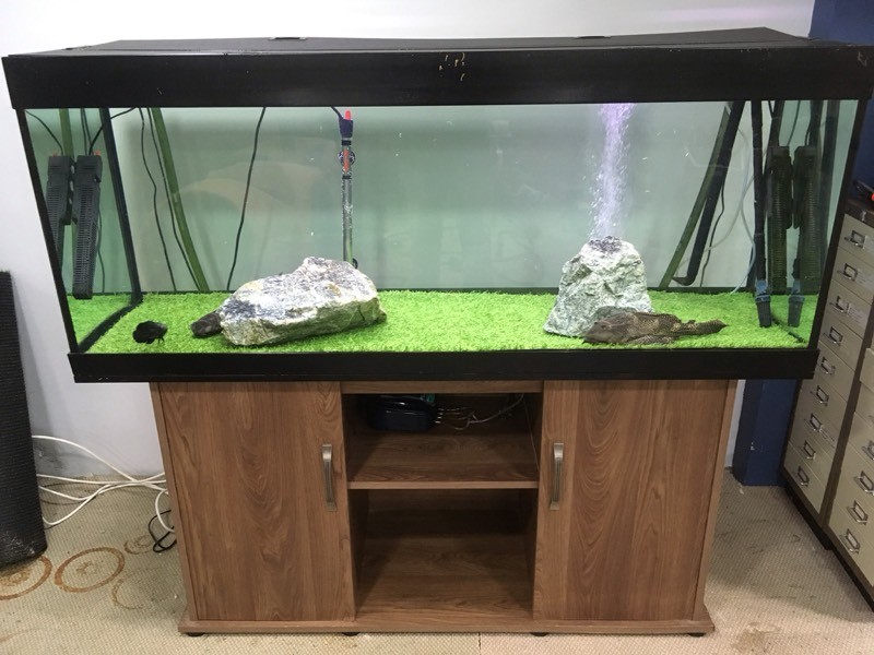 5ft fish tank & (or) fish | in Fareham, Hampshire | Gumtree
