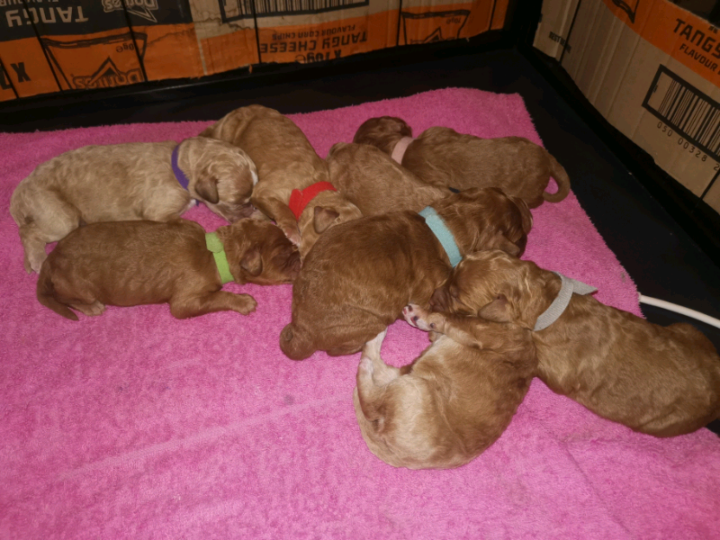 Cockerpoo F1b Puppies | in Warsop, Nottinghamshire | Gumtree