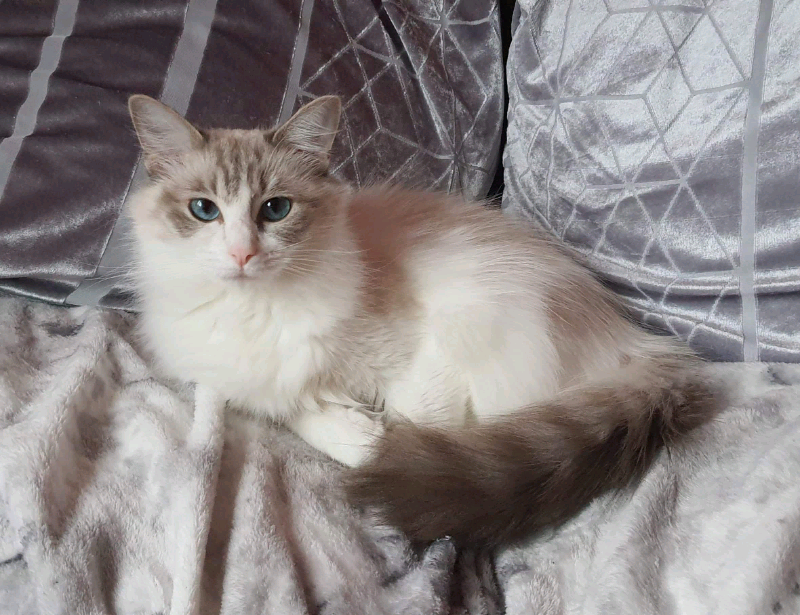 7 beautiful calico X ragdoll cross kittens