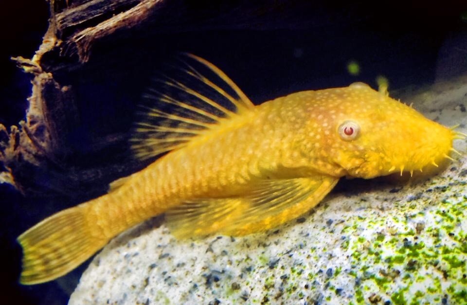 ALBINO BRISTLENOSE PLECS | in Bursledon, Hampshire | Gumtree