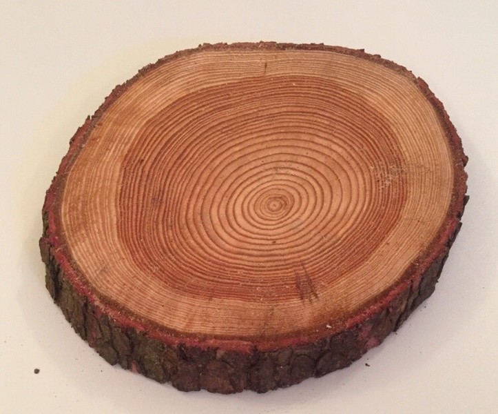 Tree Slices for sale in UK | 71 used Tree Slices