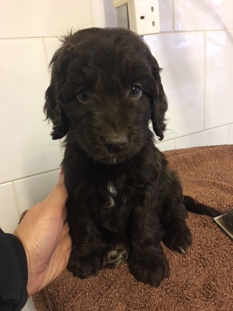 F1 Chocolate Cockapoo Girl - 8 Weeks - PRA Tested | in Peterborough ...