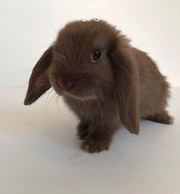 Lovely pure chocolate mini lop bunnies. | in Milton Keynes ...