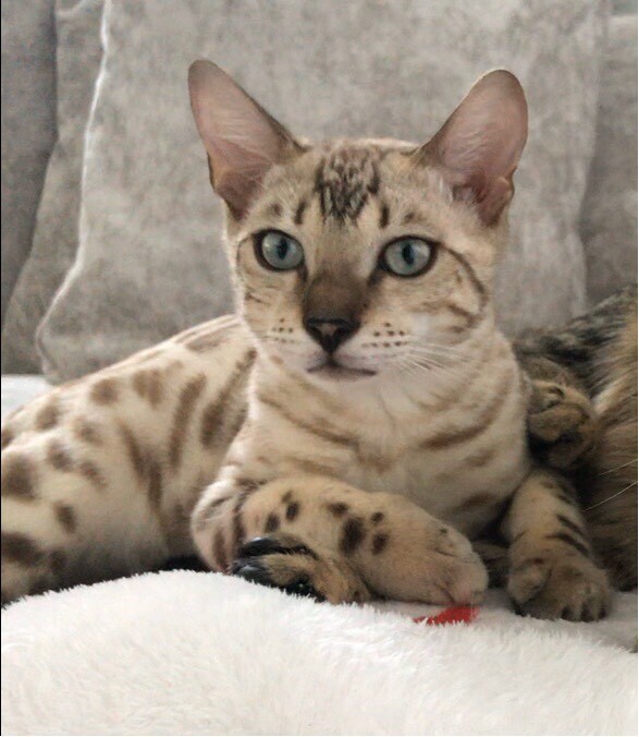10 Month Old Snow Lynx Bengal Cat | in West Calder, West Lothian | Gumtree