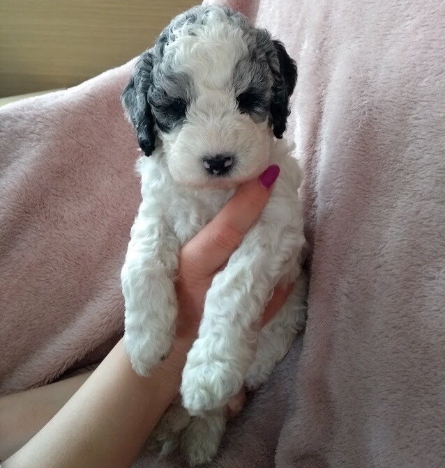 Cockapoo Puppies *Rare Blue Merle + Parti colours* | in Bedford ...
