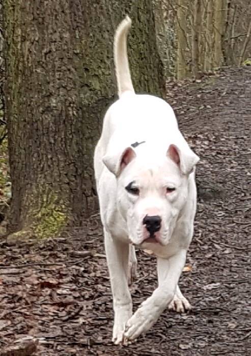 White Mastiff | in Sheffield, South Yorkshire | Gumtree