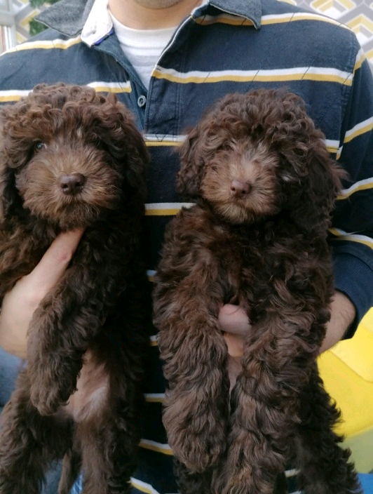 Chocolate brown Cockapoo puppies, now 10 weeks old. Vet checked, vacci ...