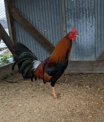Livestock Supplies - Gamefowl